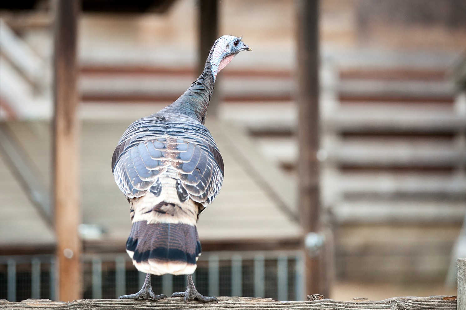 The Turkey Invasion | East Bay Express | Oakland, Berkeley & Alameda