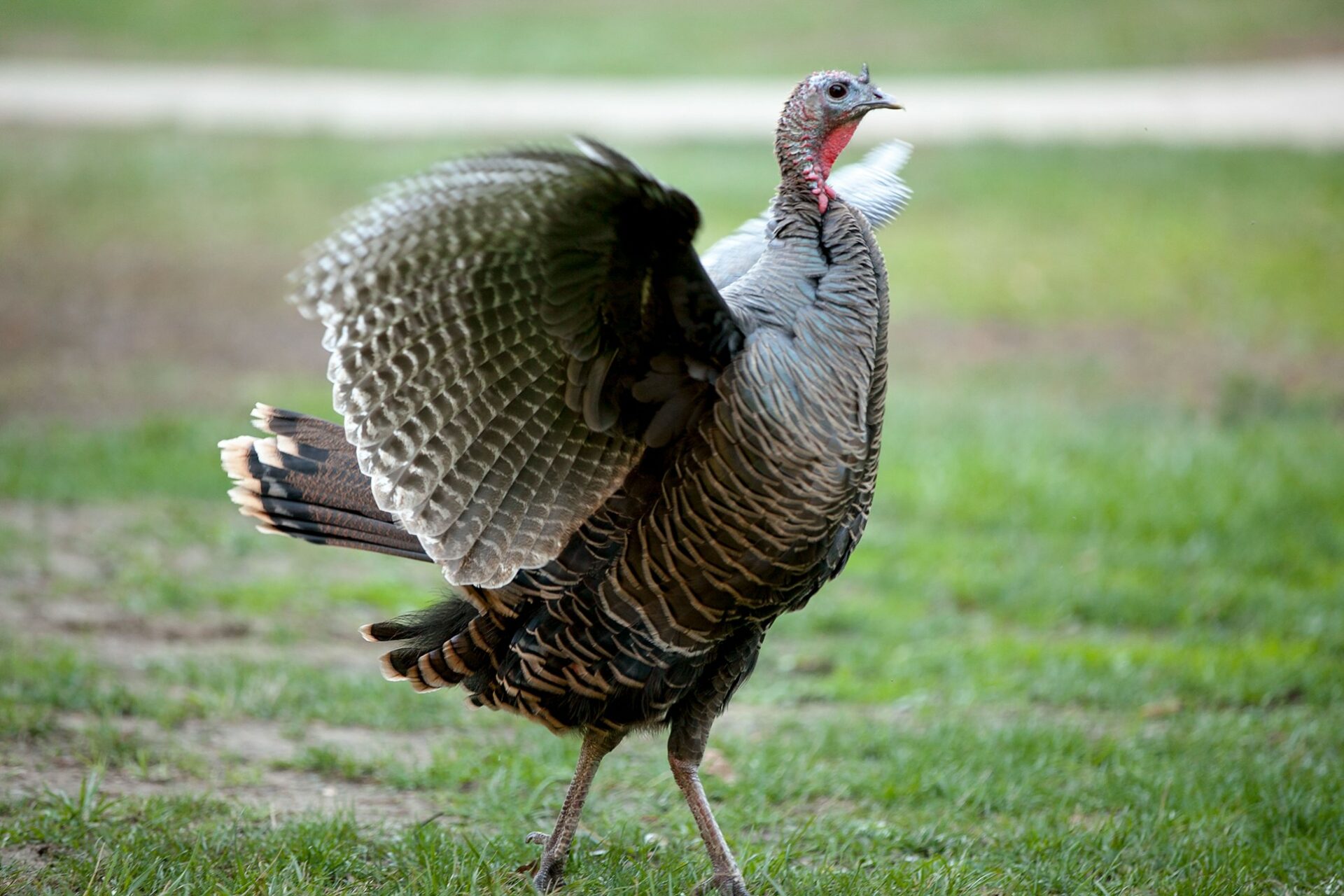 The Turkey Invasion | East Bay Express | Oakland, Berkeley & Alameda
