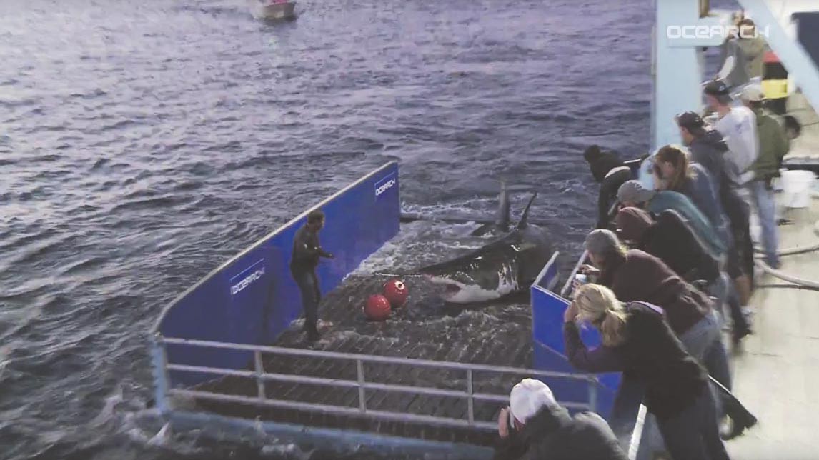 Catching Sharks in Order to Save Them | East Bay Express | Oakland ...