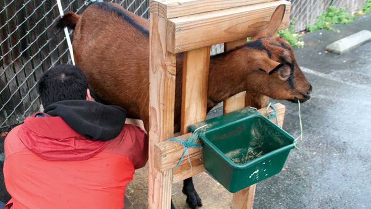 Keeping Goats in Oakland | East Bay Express | Oakland, Berkeley & Alameda