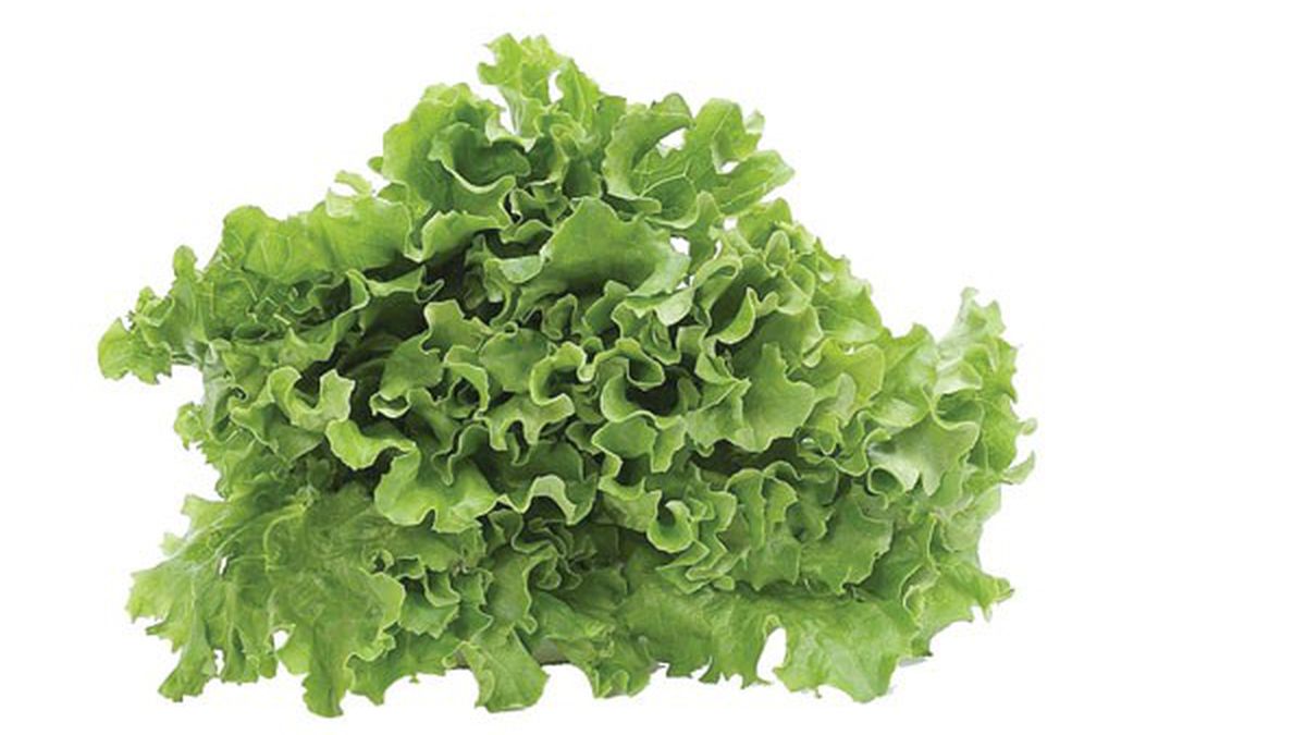 Poke 'Em in the Eyes | East Bay Express | Oakland, Berkeley & Alameda