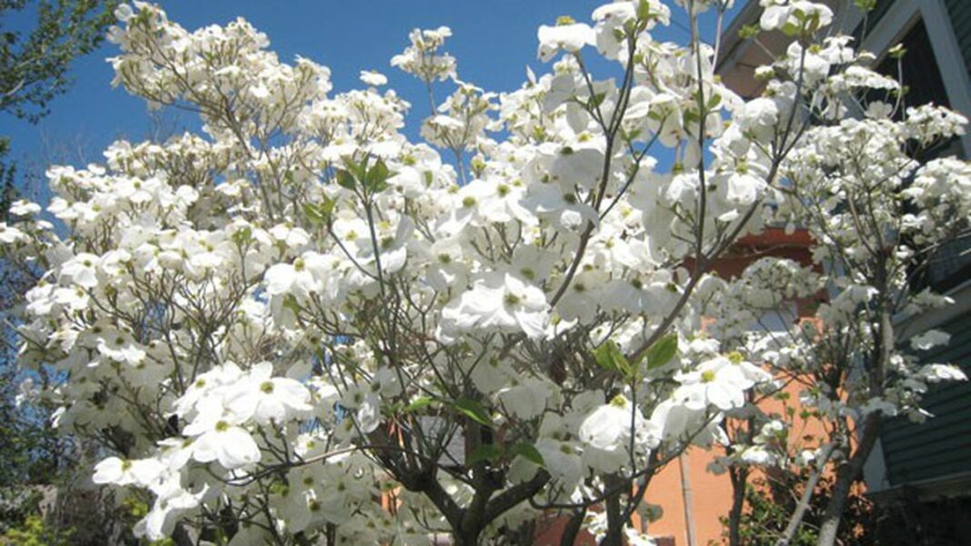 In Rockridge, a Rarefied Crime: Flower Poaching | East Bay Express ...