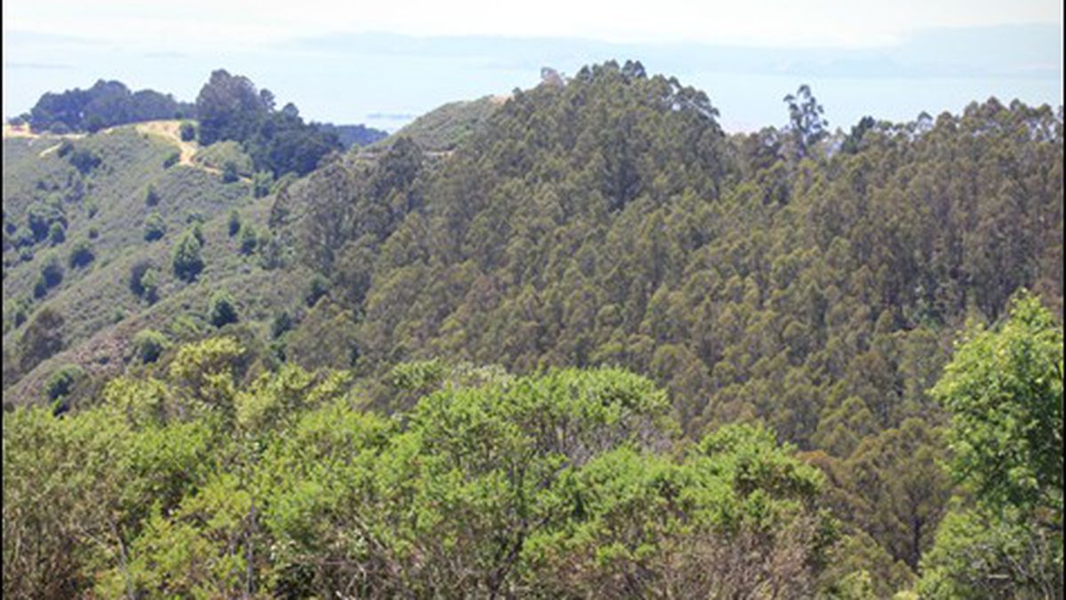 Is UC Berkeley's Plan to Cut Down 54,000 Trees Necessary? | East Bay ...