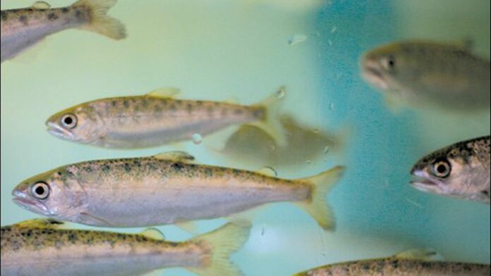 The Baby Salmon Feeding Frenzy in San Pablo Bay | East Bay Express ...