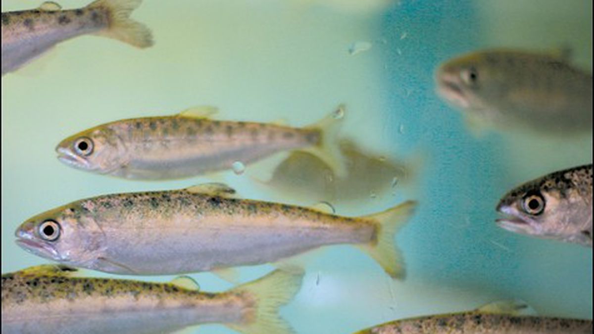 The Baby Salmon Feeding Frenzy in San Pablo Bay | East Bay Express ...
