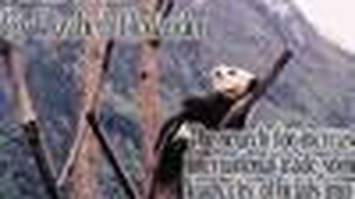 The Great Oakland Panda Hunt | East Bay Express | Oakland, Berkeley ...