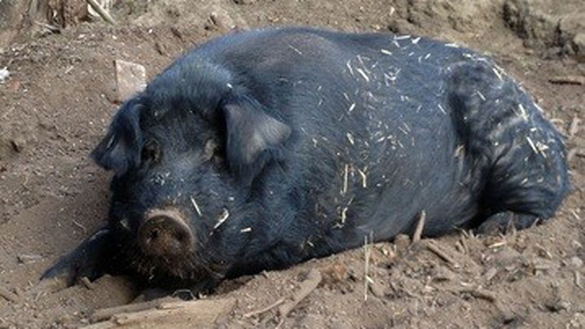 The Latest Trend in High-Class Pork | East Bay Express | Oakland ...