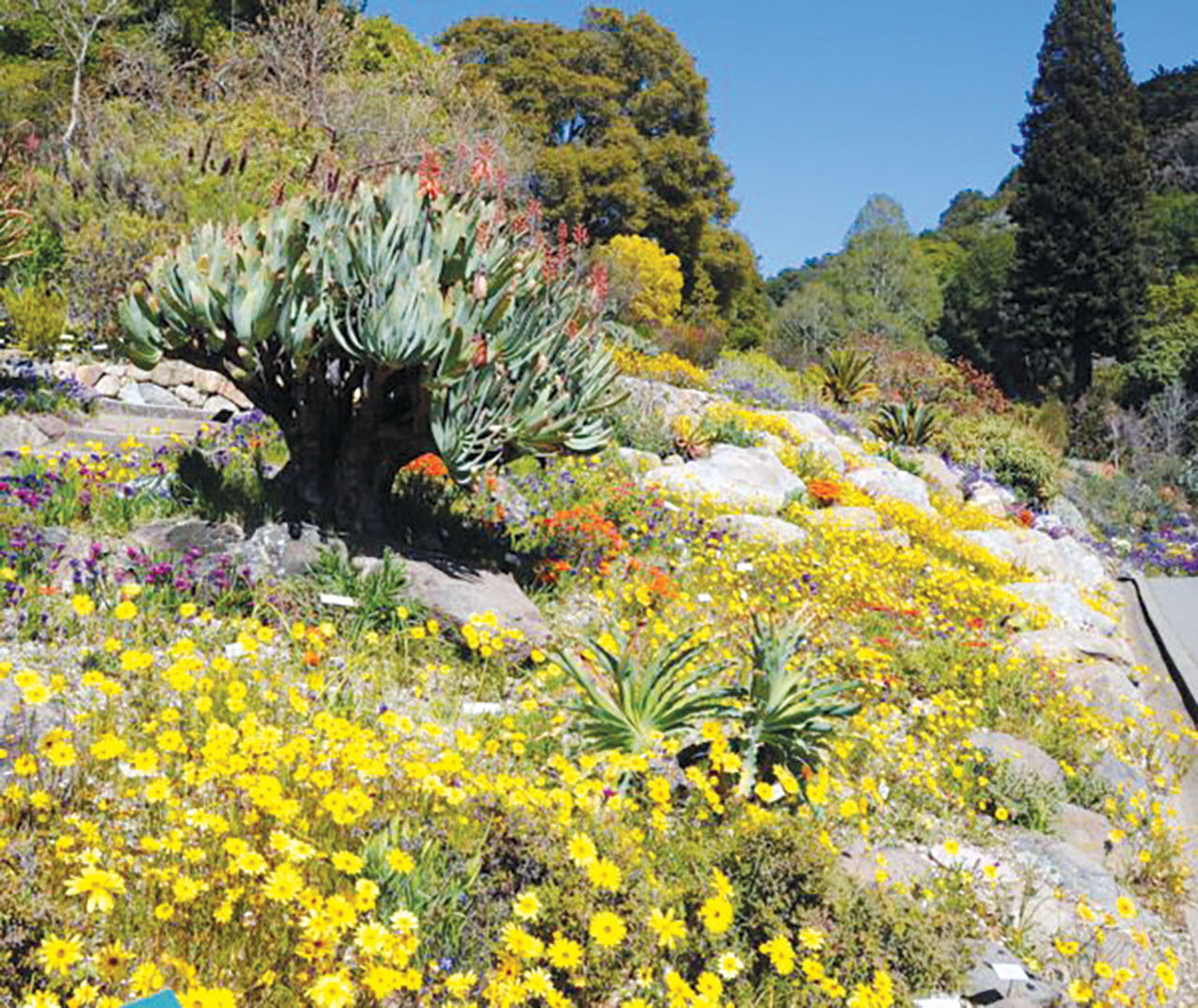 Berkeley Botanical Gardens Hours | Fasci Garden