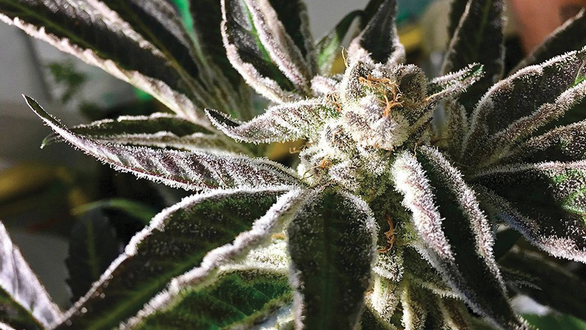 One Million Plants: Can we learn from Thailand’s weed wisdom? | East Bay Express | Oakland ...