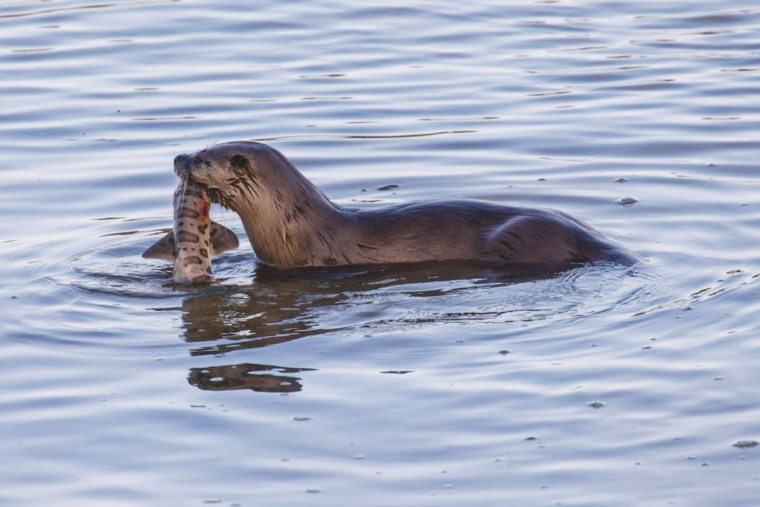 Ospreys and otters prevail in preservation fight