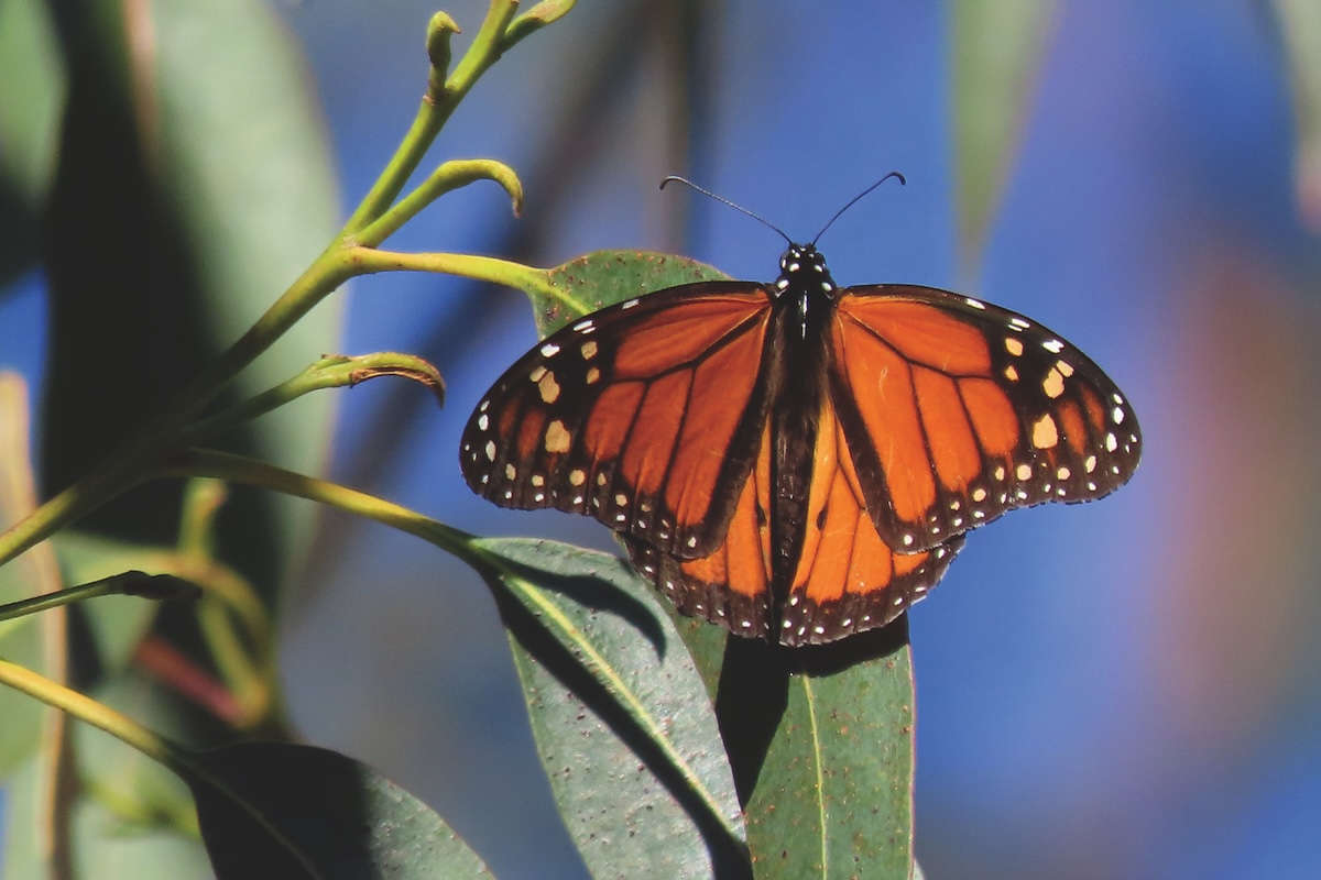 Another silent spring: the last flight of the monarch